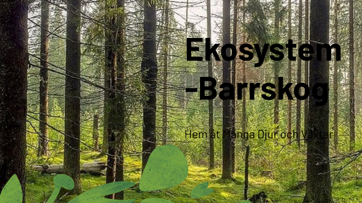 Ekosystem-Barrskog by sofia sohail on Prezi