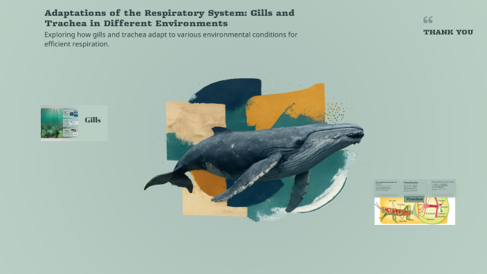 Adaptations of the Respiratory System: Gills and Trachea in Different ...
