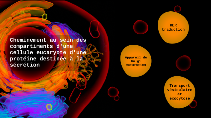 Devoir maison biologie cellulaire by Audrey TA on Prezi