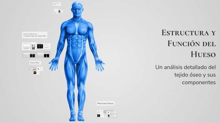 Estructura y Función del Hueso by Fabio Ulloa on Prezi