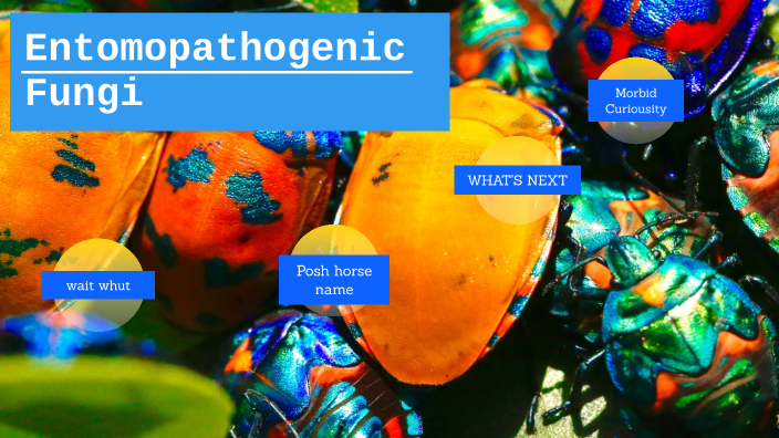 MC Week 1; Entomopathogenic Fungi by Sparrow Marks on Prezi