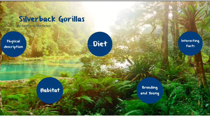 Silverback Gorillas by Mackenzie Curran on Prezi