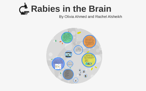 Rabies in the Brain by Rachel Alsheikh on Prezi