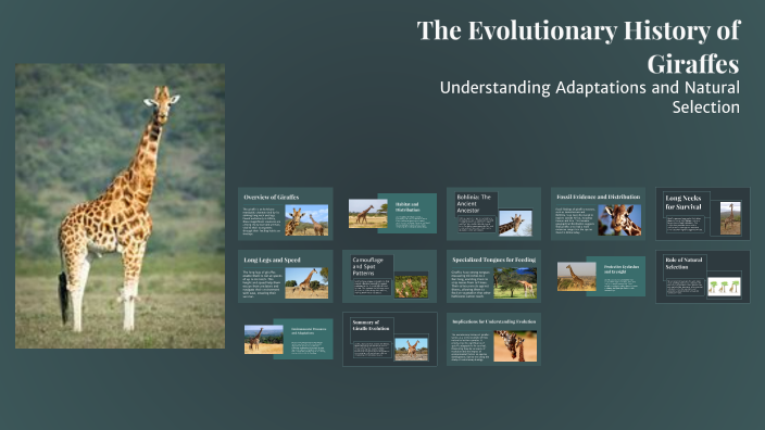 The evolutionary History of Giraffes by Ally Grima on Prezi