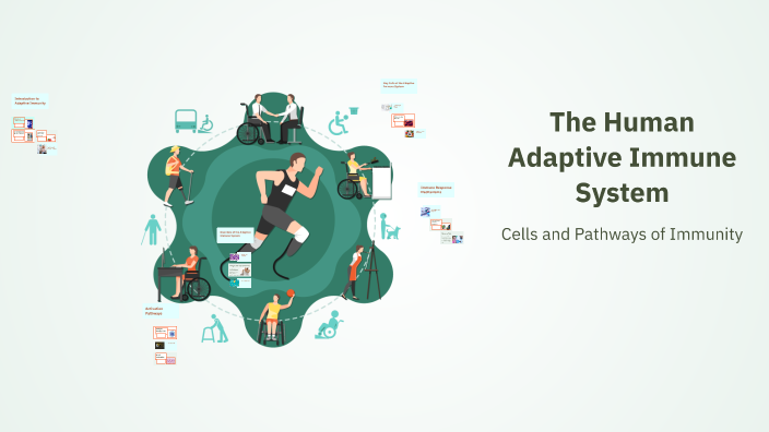 The Human Adaptive Immune System by Adhvay Jayanty on Prezi