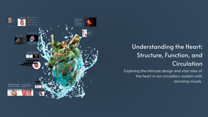 Understanding the Heart: Structure, Function, and Circulation by Shahad ...