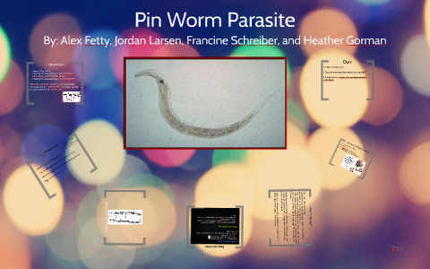 Pinworm Parasite by Alex Fetty on Prezi