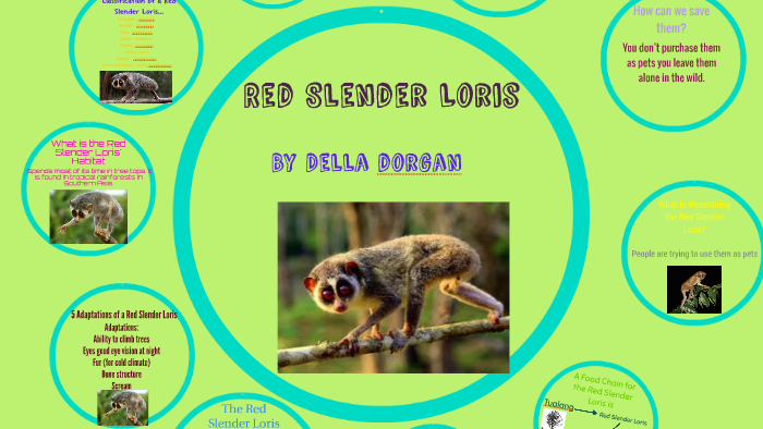 Red Slender Loris by Della D on Prezi