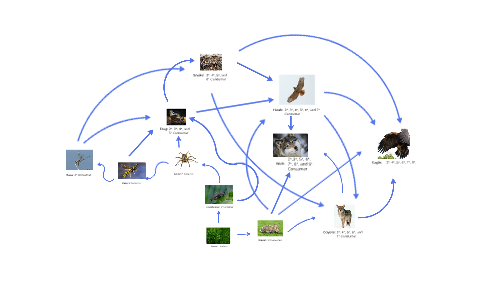 Grassland Food Web by Nikolas Schaal on Prezi