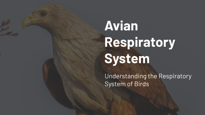 Avian Respiratory System by Artem krjfhvg on Prezi
