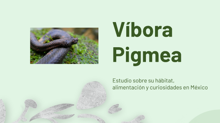 Biodiversidad de la Víbora Pigmea by NOE LUna on Prezi