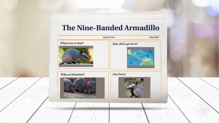 The Nine-Banded Armadillo by Ayashi Artoz