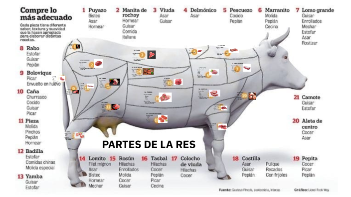 PARTES DE LA RES by Mildred Enriquez on Prezi