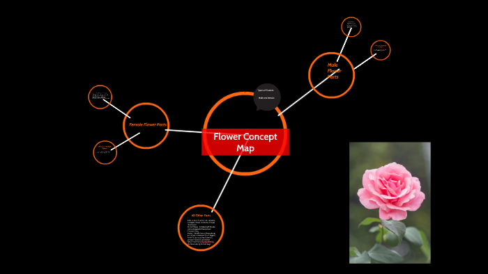 Flower Concept Map by Jacob Borchers