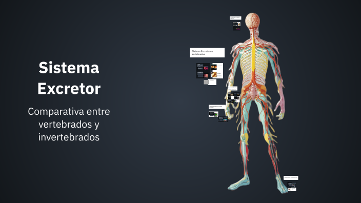 Sistema Excretor by Benjamin Leon on Prezi