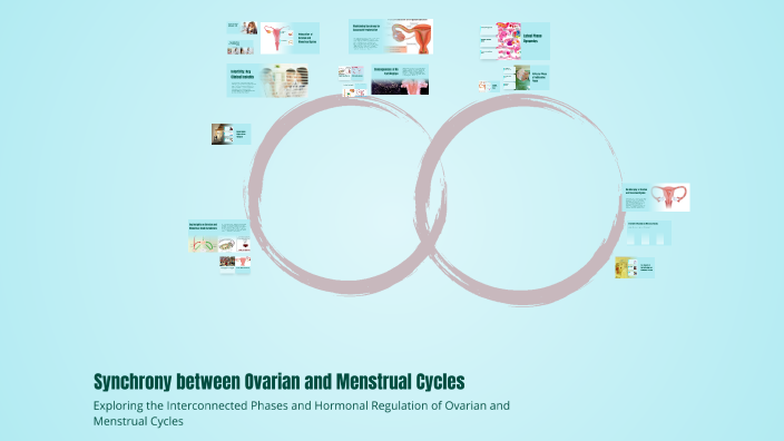 Synchrony between Ovarian and Menstrual Cycles by neerusubiksha on Prezi