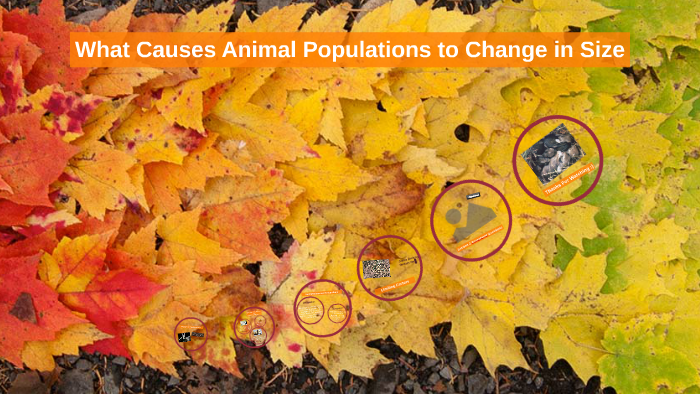 What Causes Animal Populations to Change in Size by Shanyce McCullough ...