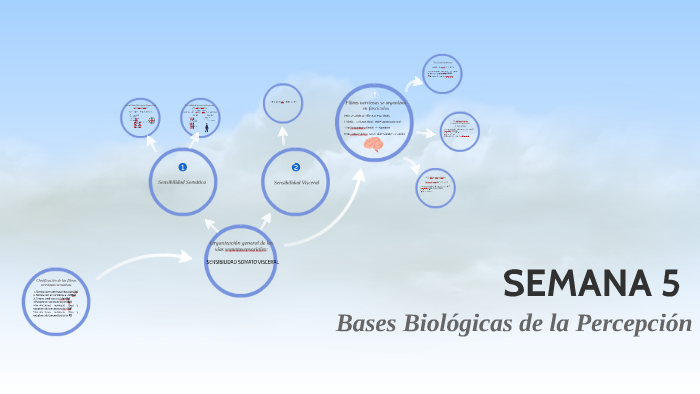 Clasificación de las fibras nerviosas sensitivas by Claudia Martin on Prezi