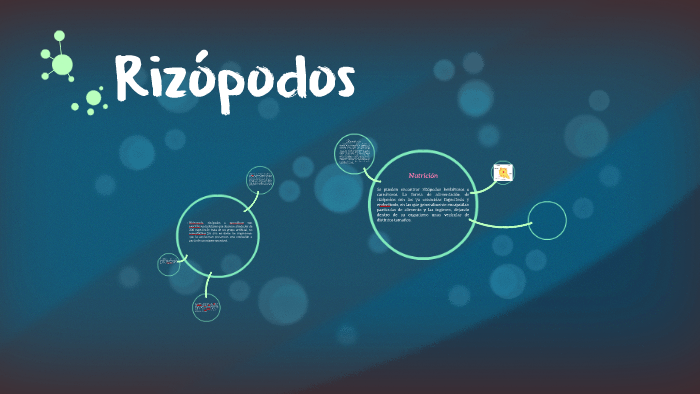 Rizópodos by Majo Velasquez on Prezi