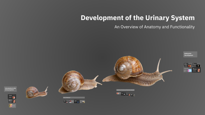 Development of the Urinary System by savithri k on Prezi