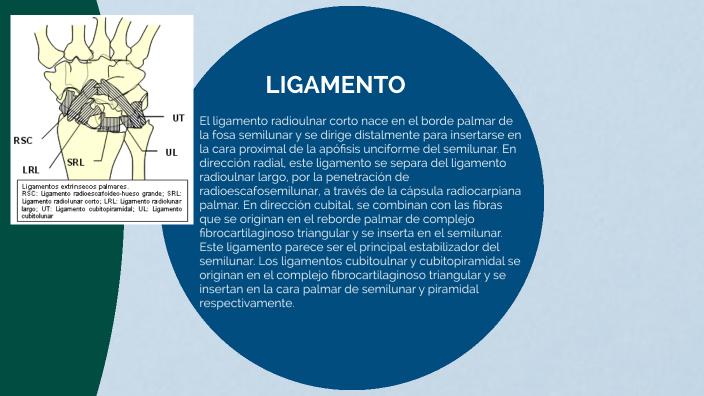 MANO by Leonor Lozada Lozano on Prezi