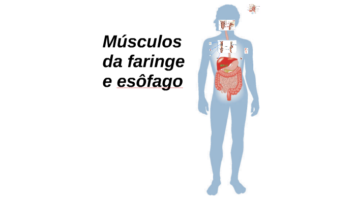 Musculos da faringe e esôfago by Gabriela Hellen Ahlert