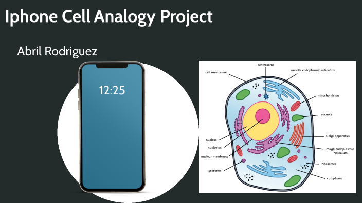 iPhone Cell Analogy Project by abril rodriguez on Prezi