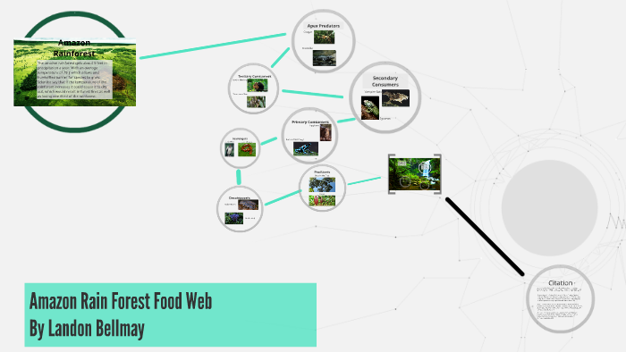 Amazon Rain Forest Food Web by landon Bellmay on Prezi