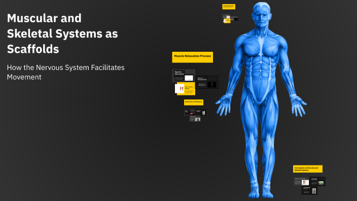 Muscular and Skeletal Systems as Scaffolds by Pranav on Prezi
