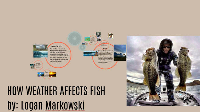 HOW WEATHER AFFECTS FISH by logan Markowski on Prezi