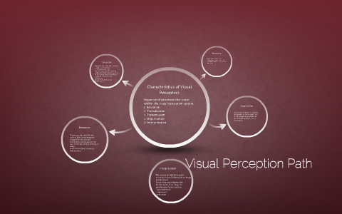 Visual Perception Pathway by Natasha Wu on Prezi