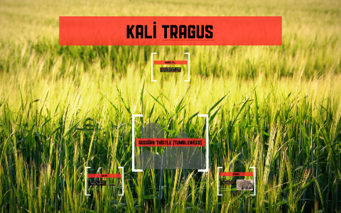 Kali Tragus by Heather Riffel on Prezi