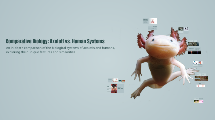 Comparative Biology: Axolotl vs. Human Systems by Thaddy Amponsah on Prezi