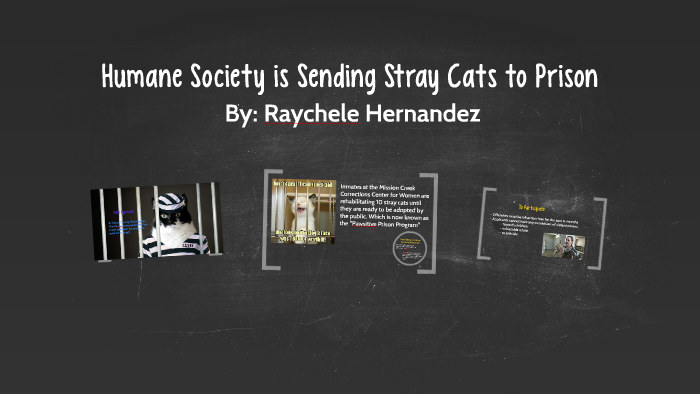 Humane Society is Sending Stray Cats to Prison by Raychele Hernnadez on ...