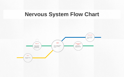 Nervous System Flow Chart by tyler kurban on Prezi