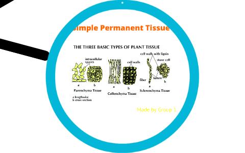 Simple Permanent Tissue by Adhish Adhishnovic on Prezi