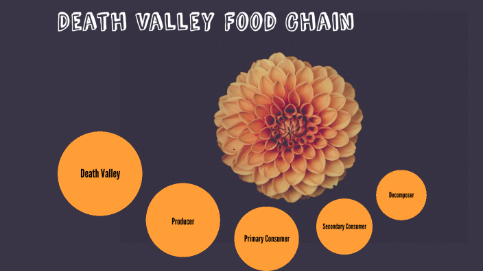 Kate Poole Death Valley Food Chain by Leslie Gossen on Prezi