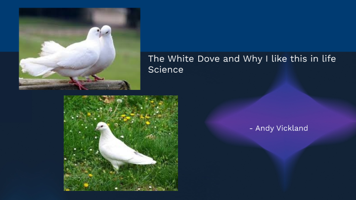About the White Dove/Why I love the White Dove in Life Science by ...