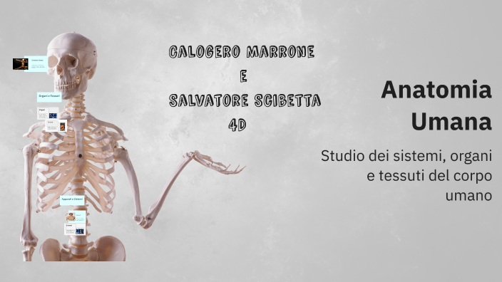 Anatomia Umana By Calogero Marrone On Prezi