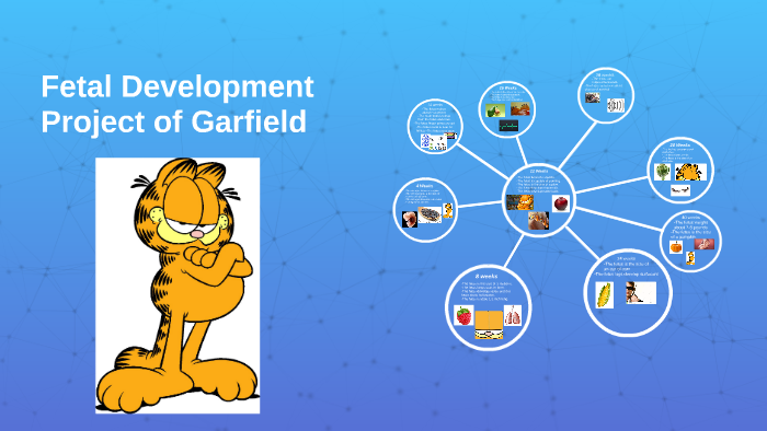 Fetal Development Project by Cody Schnetzler on Prezi