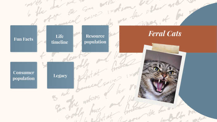 Feral cats - Vladyslava S. by Ms Brown on Prezi