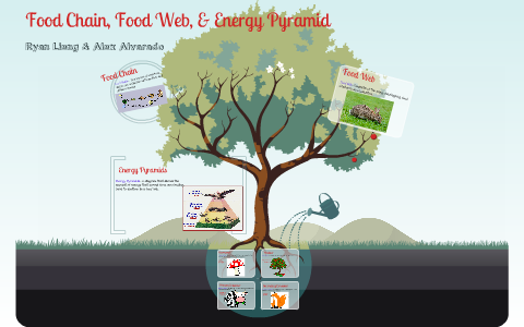 Food Chain, Food Web & Energy Pyramid by Ryan Lieng on Prezi