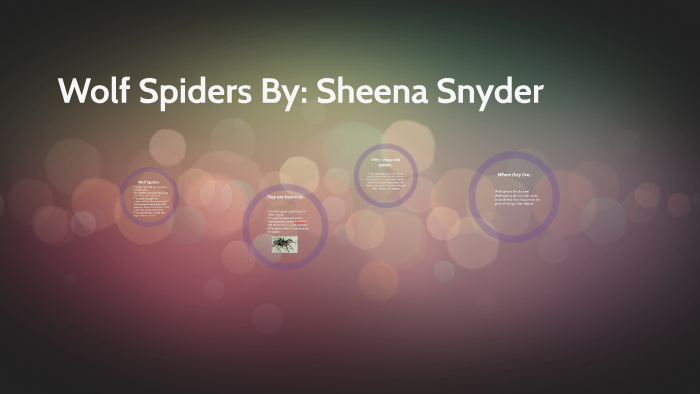 Wolf Spiders By: Sheena Snyder by Sheena Snyder on Prezi
