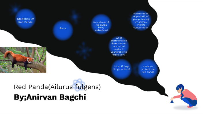 Red Panda by Anirvan Bagchi on Prezi