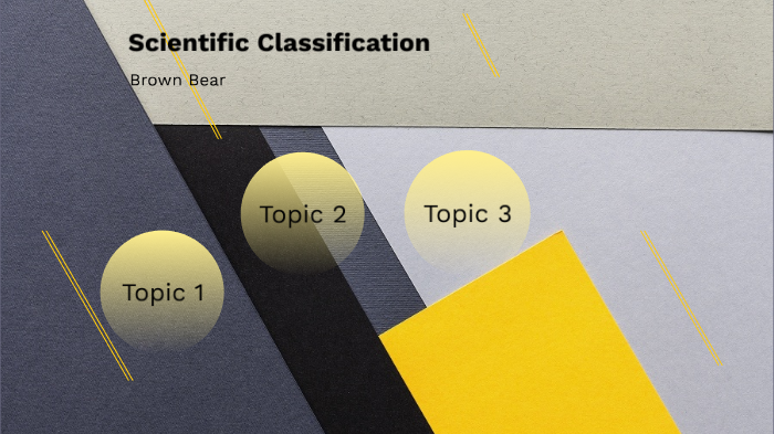 Scientific Classification of The Brown Bear by Nathaniel Poliard on Prezi