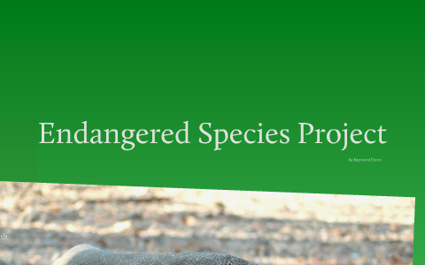 Komodo Dragon Project by Raymond Flores on Prezi