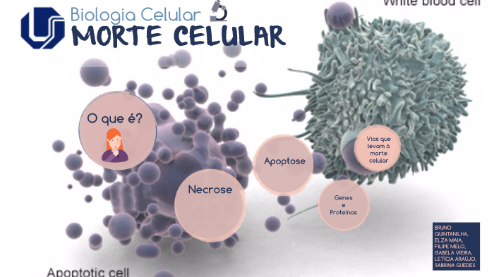 Morte Celular - Biologia Celular by Filipe Martins on Prezi
