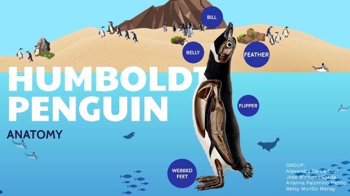 Penguin Anatomy by BETSY MAYTE MURILLO MANAY on Prezi