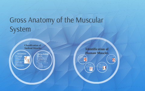 Gross Anatomy of the Muscular System by jessenia abrego on Prezi