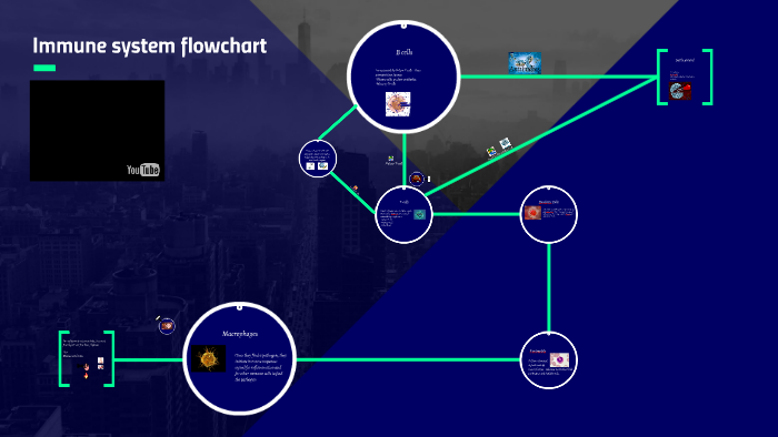 Immune system flowchart by Maria Alejandra Tinjaca Carrillo on Prezi